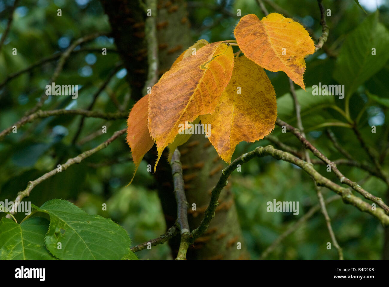 First Autumn Leaves Stock Photo - Alamy
