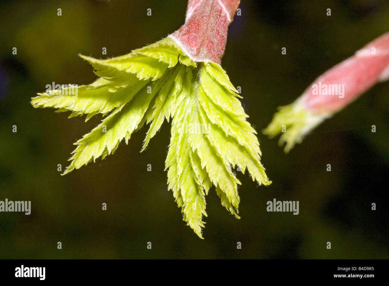 Acer bud bursting in the Spring Stock Photo - Alamy