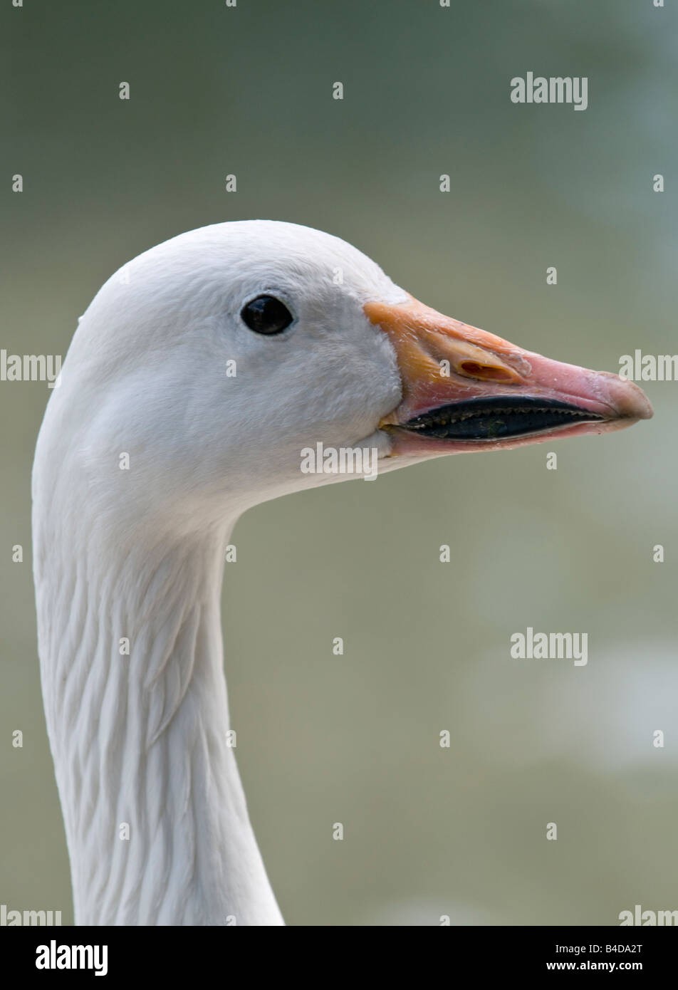 White Snow Goose Portrait Stock Photo - Alamy