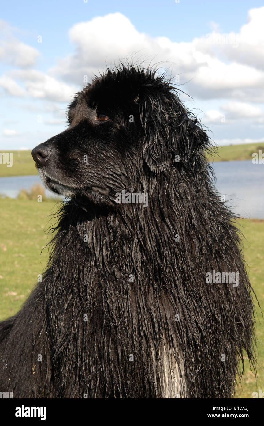 Rescue dog newfoundland swimming hi-res stock photography and images ...
