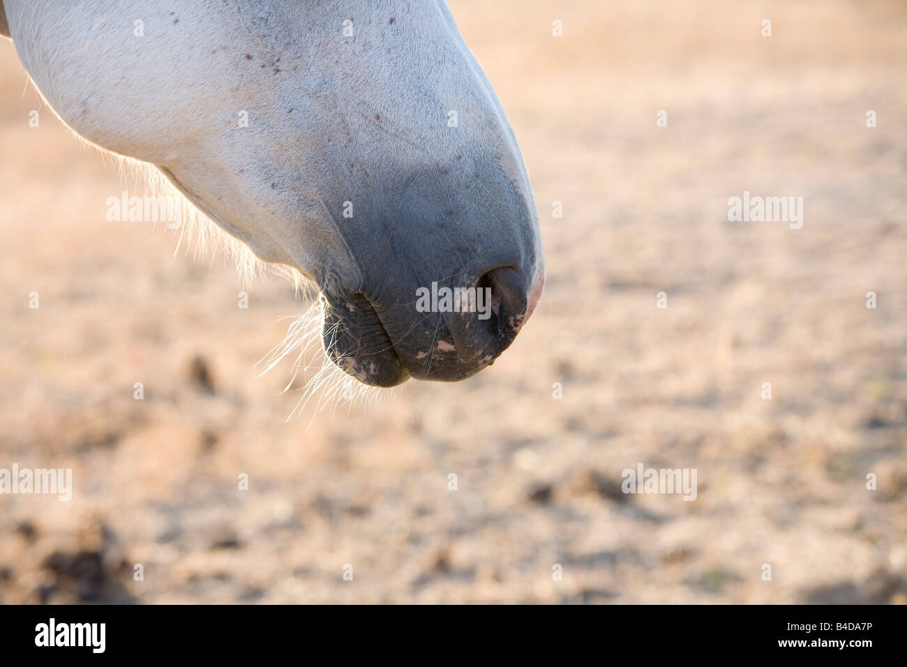 Nose snoot hi-res stock photography and images - Alamy