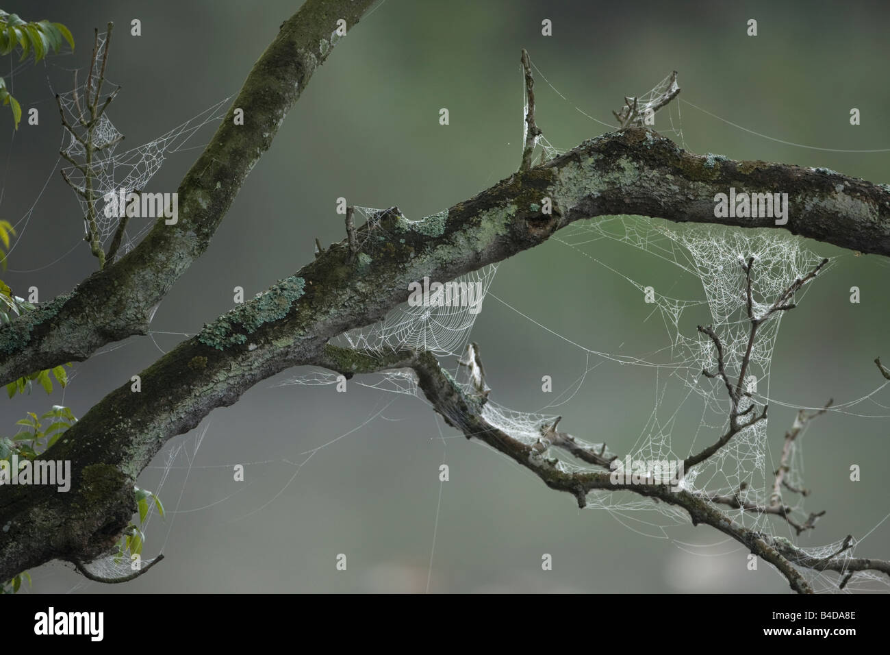 Cobwebs on tree Stock Photo - Alamy