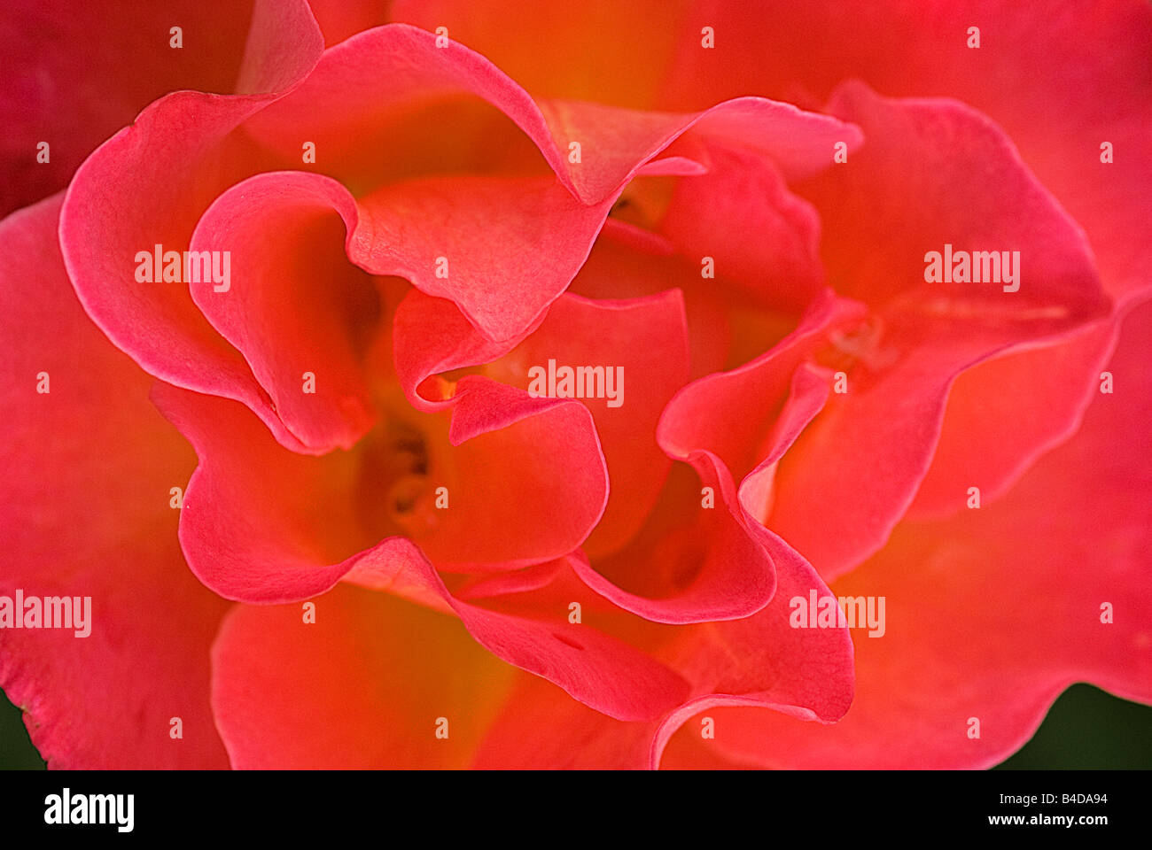 closeup of a pinkish peachy colored wavy leaved rose of the name ...
