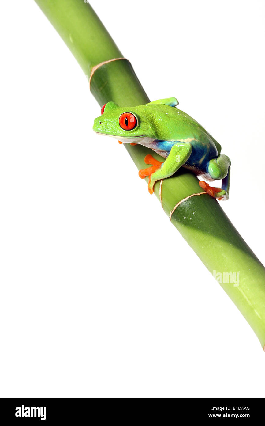 Cute curious red tree Cut Out Stock Images & Pictures - Alamy