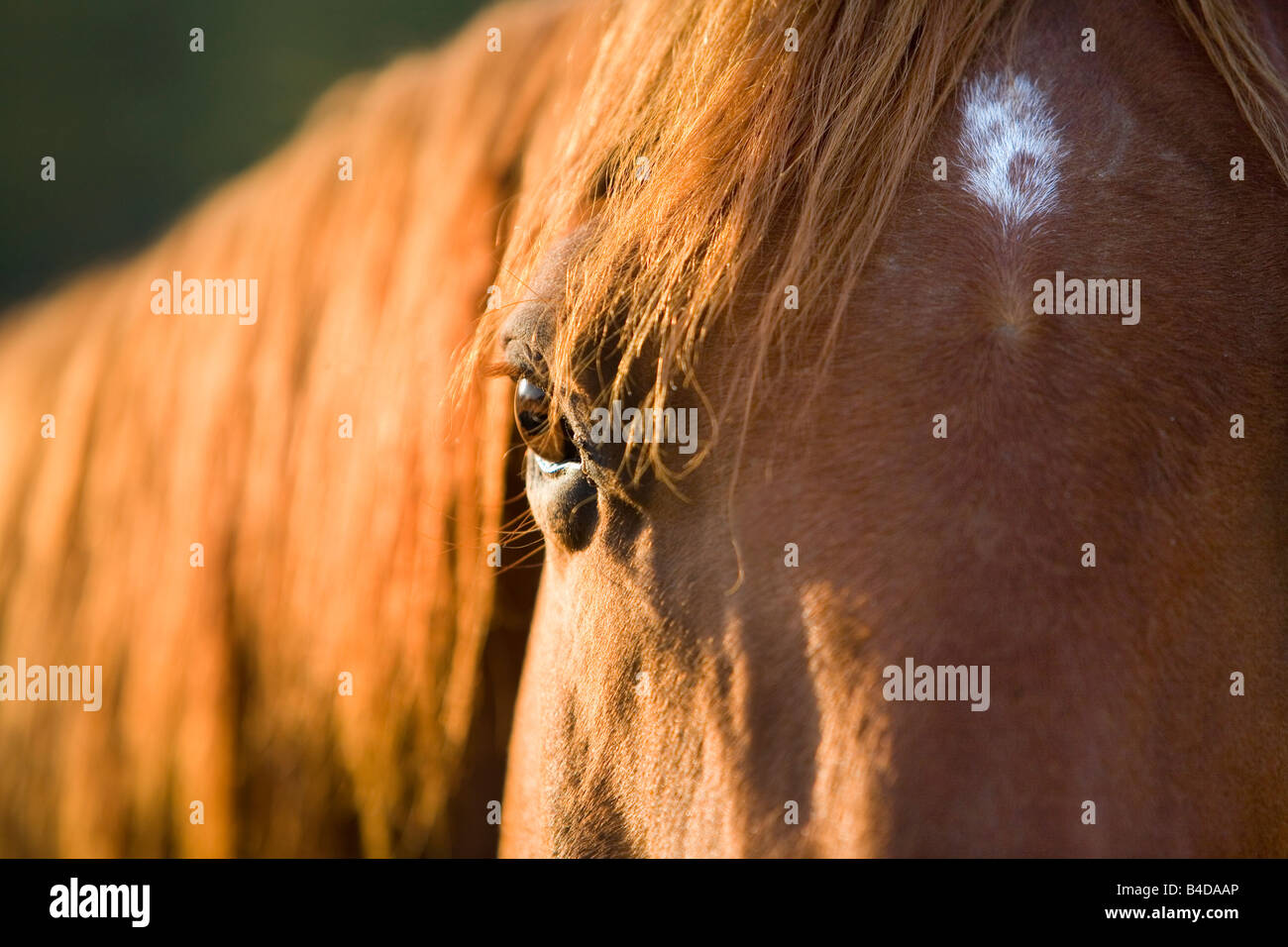 Wise horse hi-res stock photography and images - Alamy