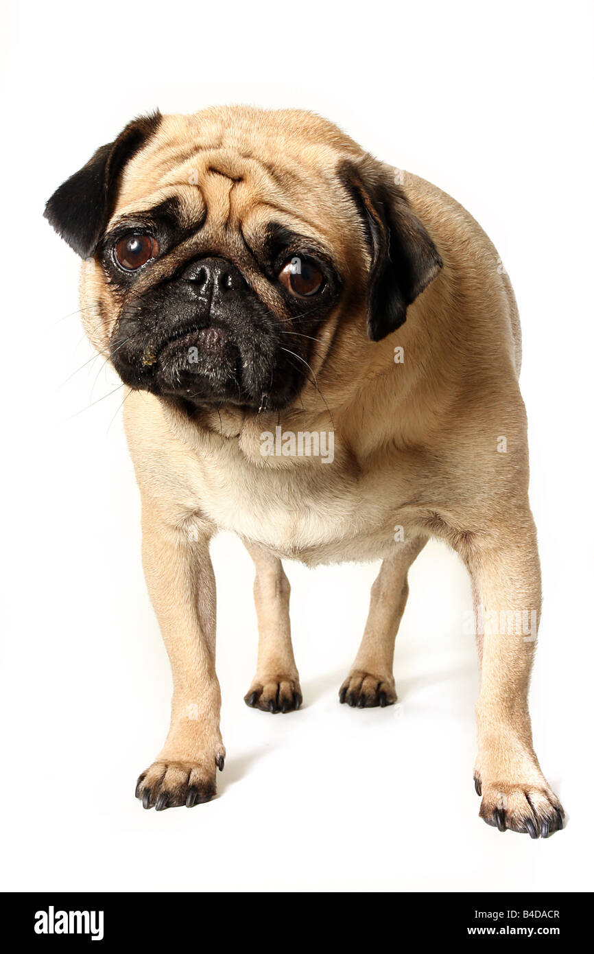 Fawn Pug isolated on white background Stock Photo - Alamy