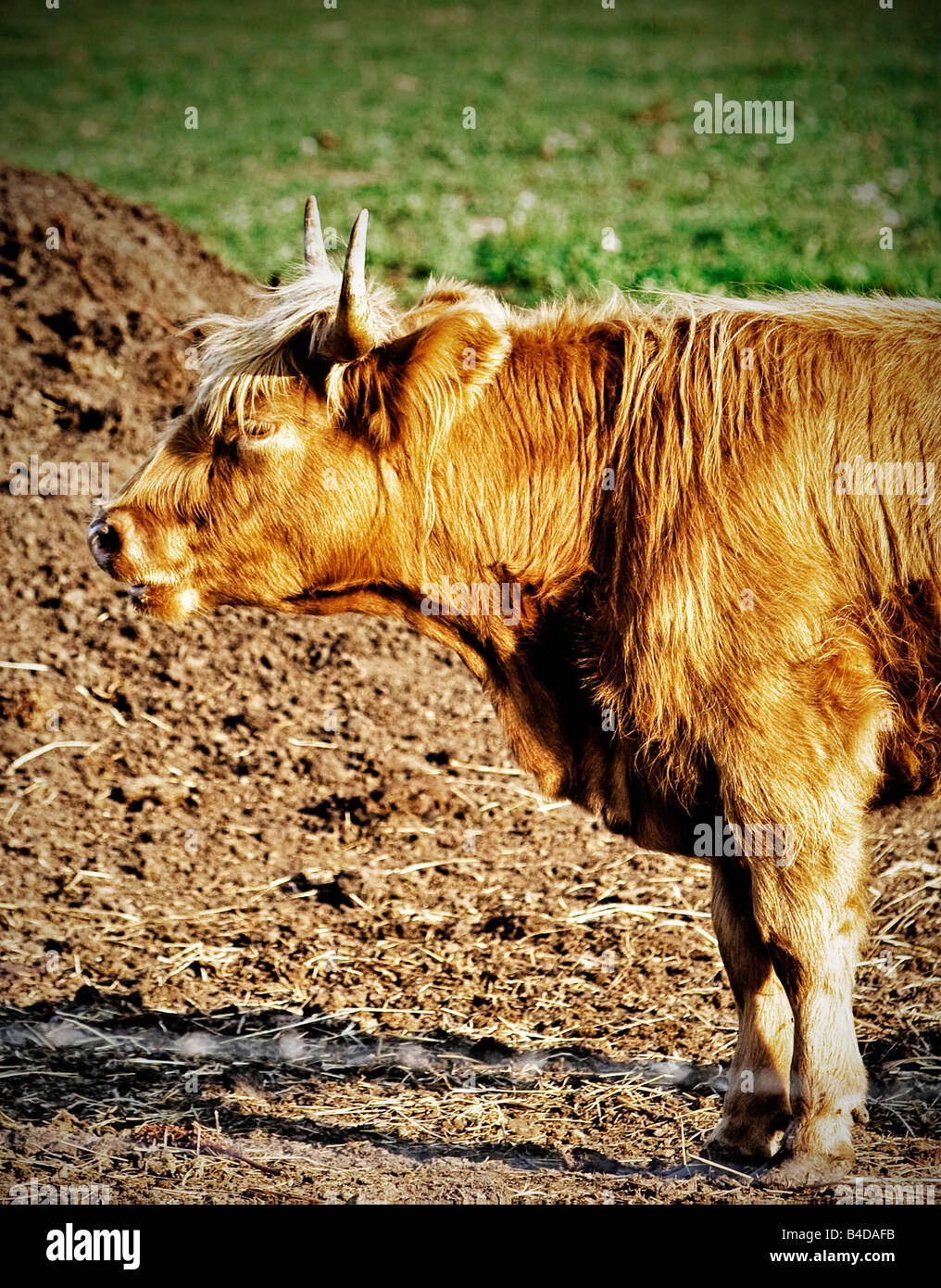 Profile of head and shoulders of a shaggy highland cow in high contrast ...