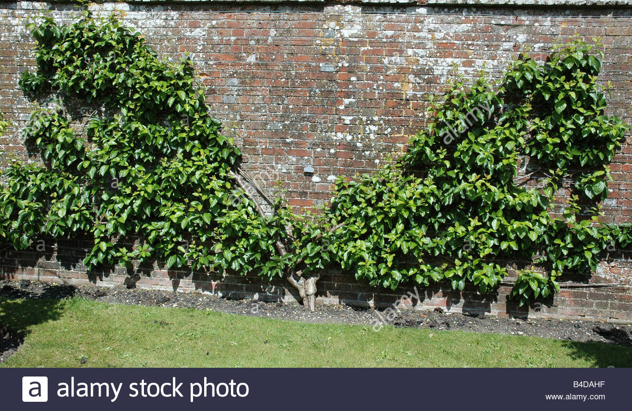 Fan Trained Fruit Tree Stock Photos & Fan Trained Fruit Tree Stock ...