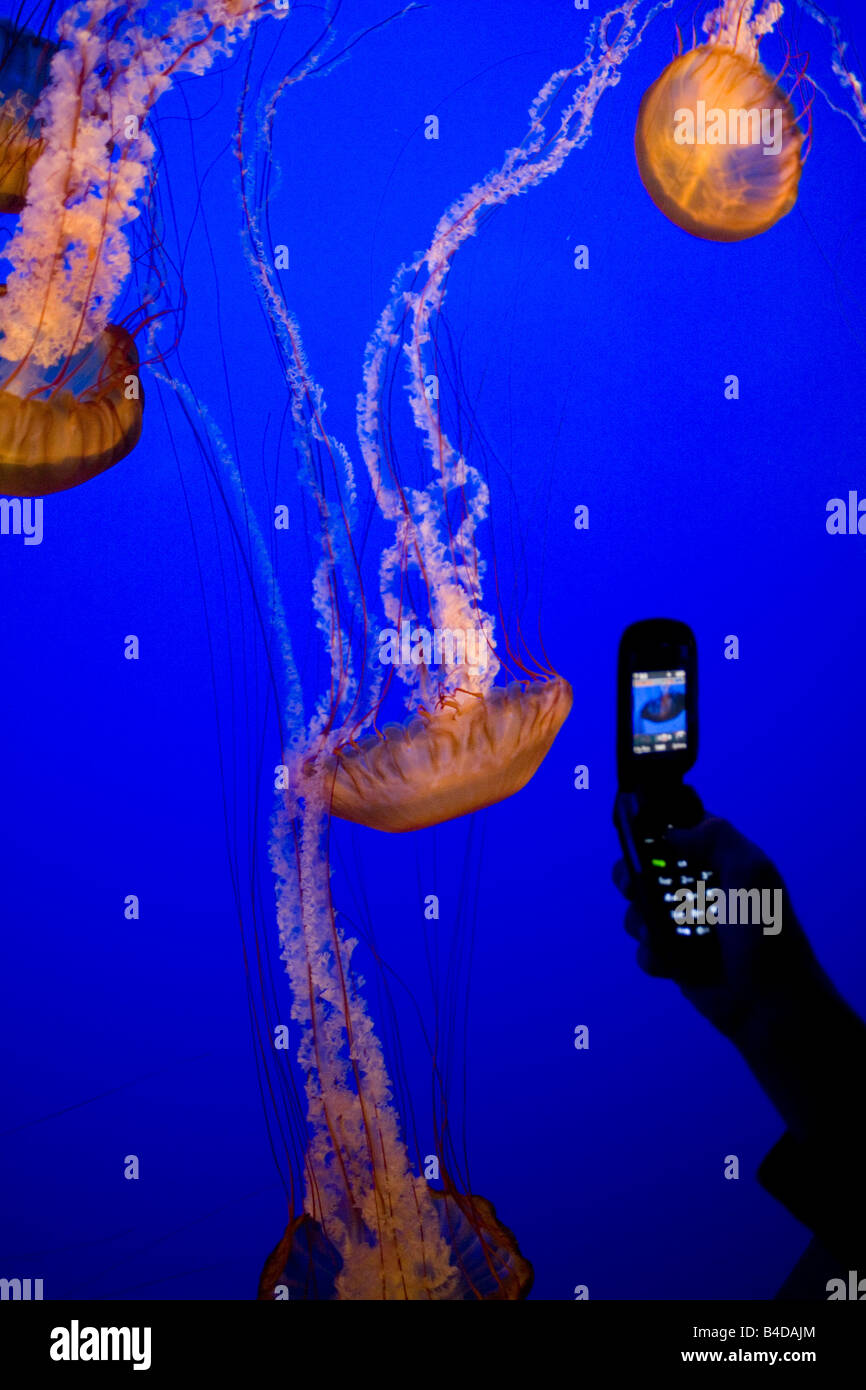 Jellyfish sting cell hi-res stock photography and images - Alamy