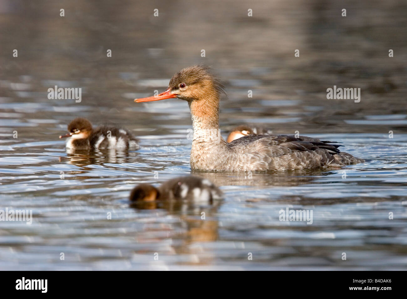Red breasted merganser feet hi-res stock photography and images - Alamy