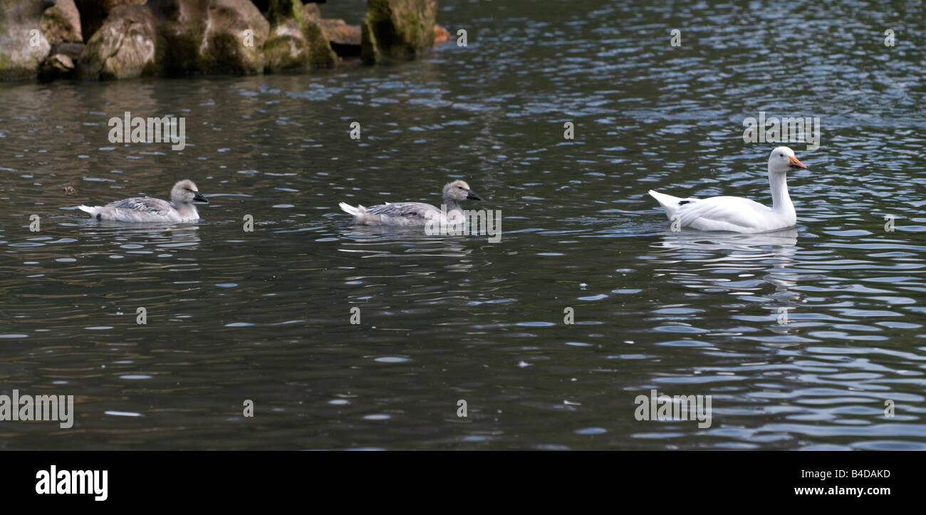 Snow goose on water hi-res stock photography and images - Alamy