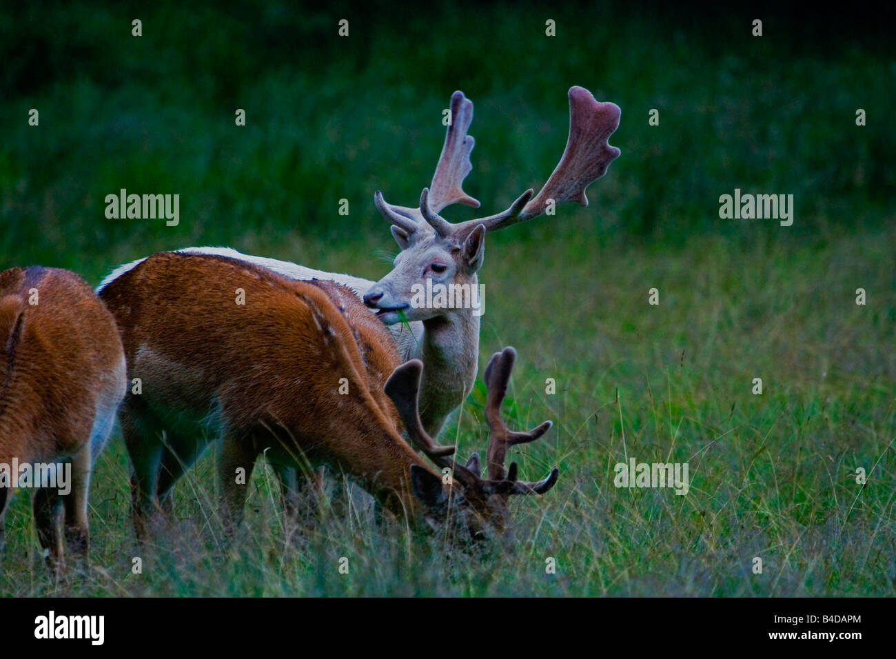 White stag hi-res stock photography and images - Alamy