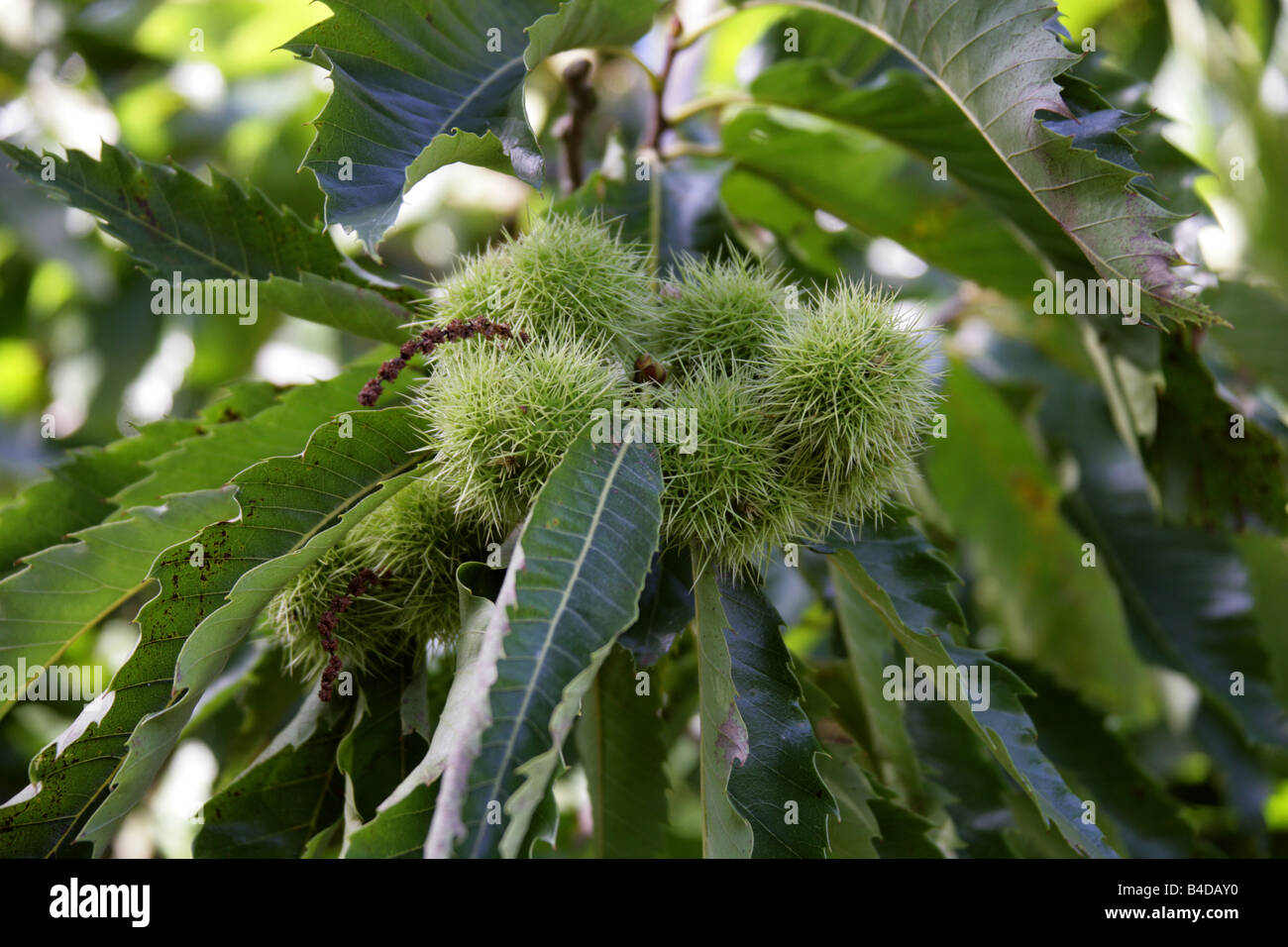 Fruit of the Sweet Chestnut aka Spanish Chestnut, Portuguese Chestnut ...