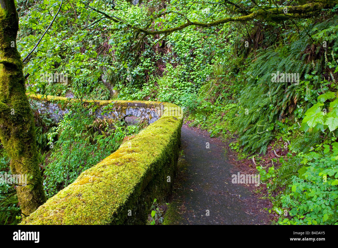 Pathway through forest, Columbia River Gorge, Oregon, United States of ...