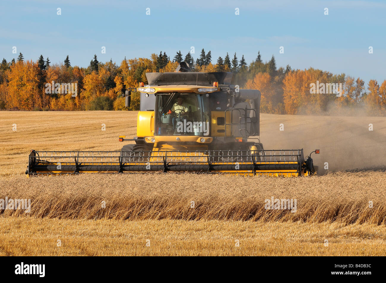 Combining wheat 0801 Stock Photo - Alamy