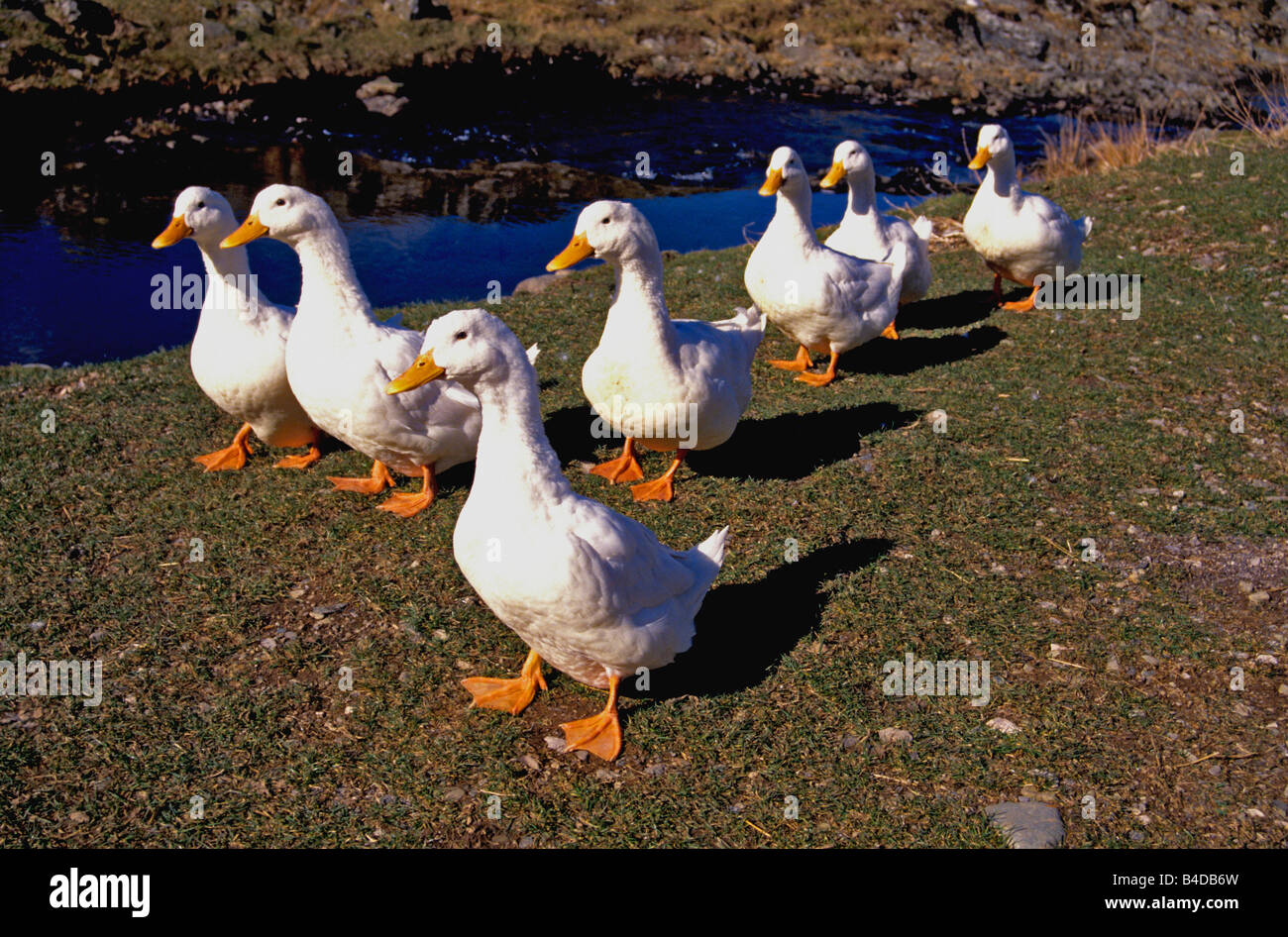 Marching ducks hi-res stock photography and images - Alamy