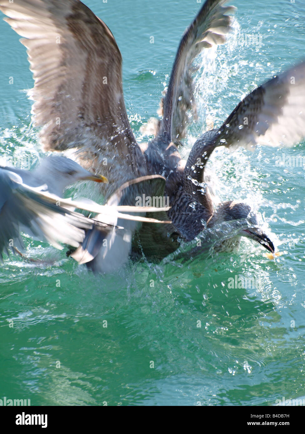 Squabble of seagulls hi-res stock photography and images - Alamy