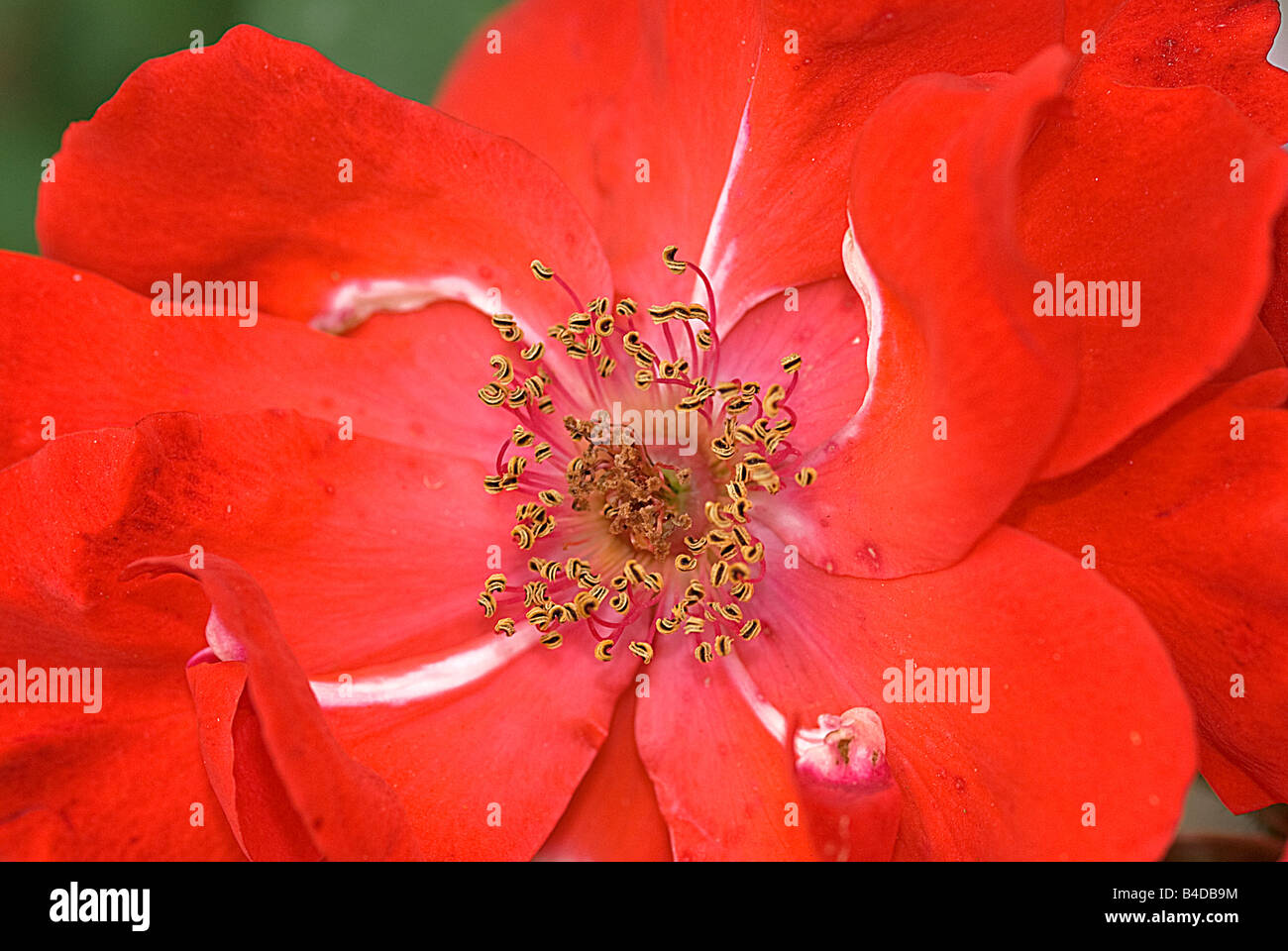 closeup of red rose named 'Sarabande Floribunda' with a yellowish ...