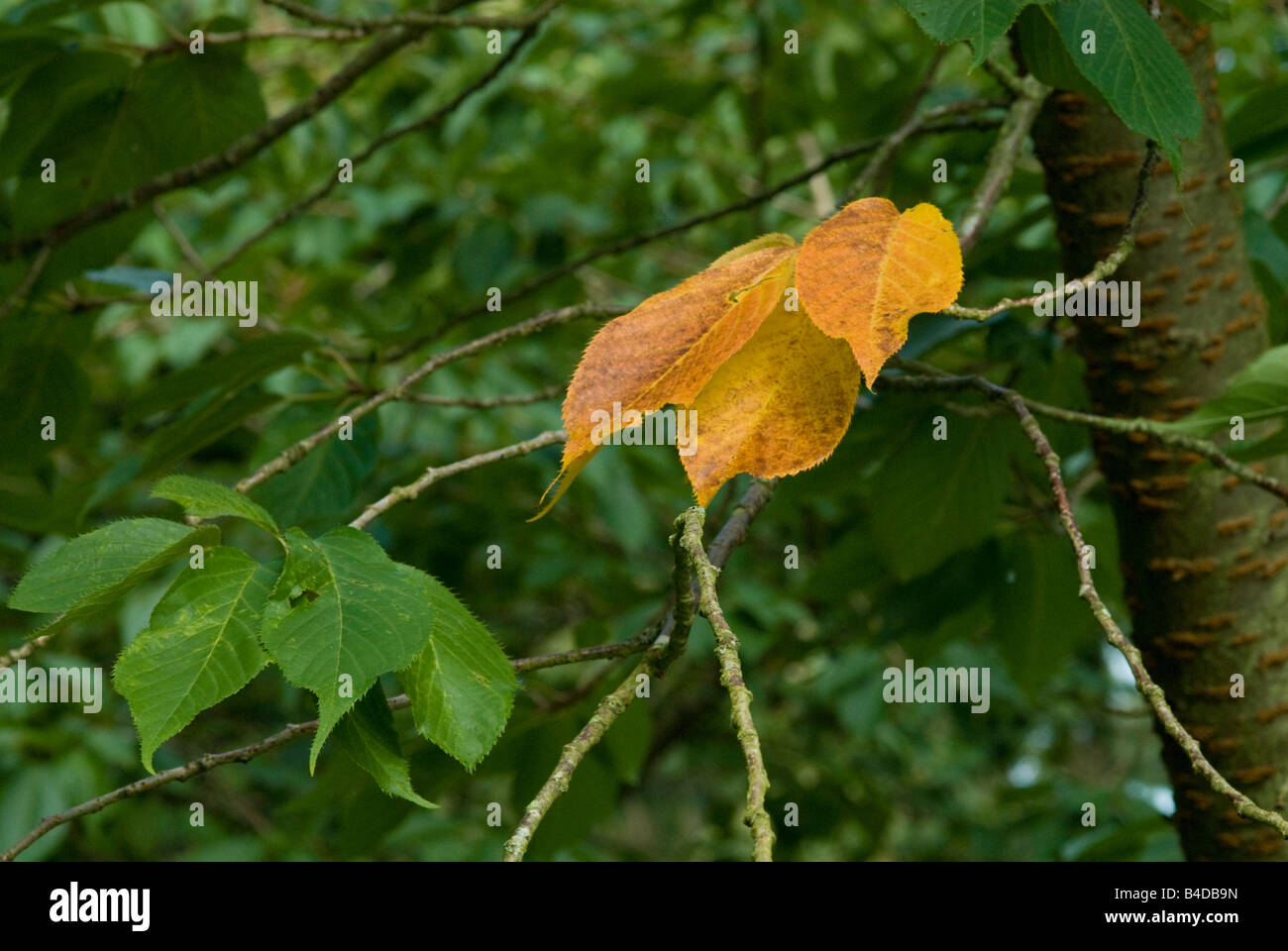 First Leaves of Autumn Stock Photo - Alamy
