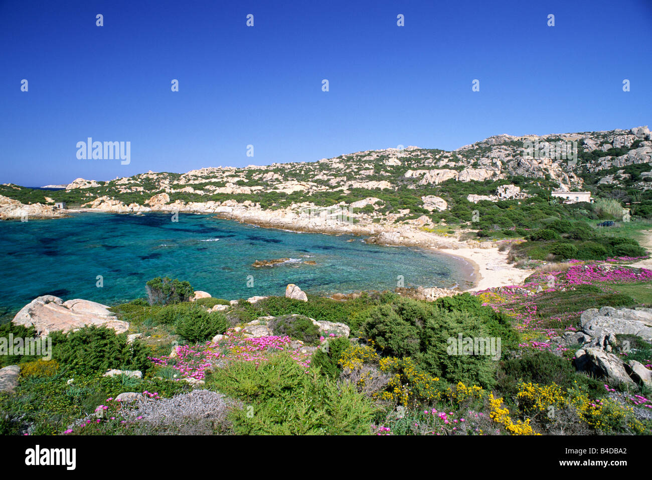 Sardinia flowers hi-res stock photography and images - Alamy