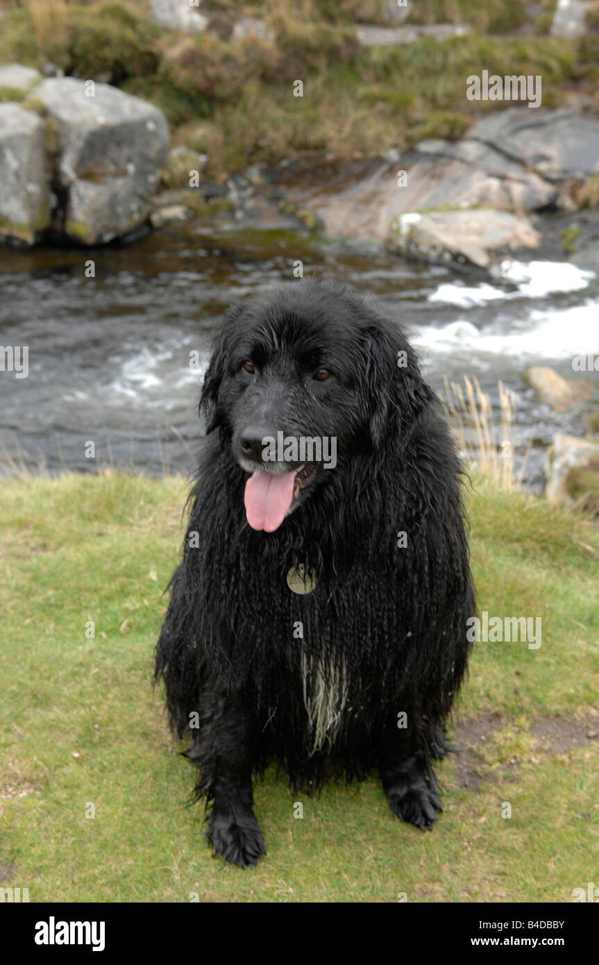Water Rescue Dog Newfoundland Stock Photos & Water Rescue Dog ...