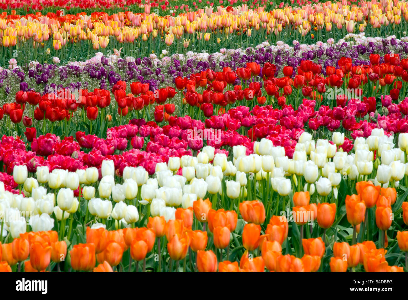 A Tulip Field Stock Photo - Alamy