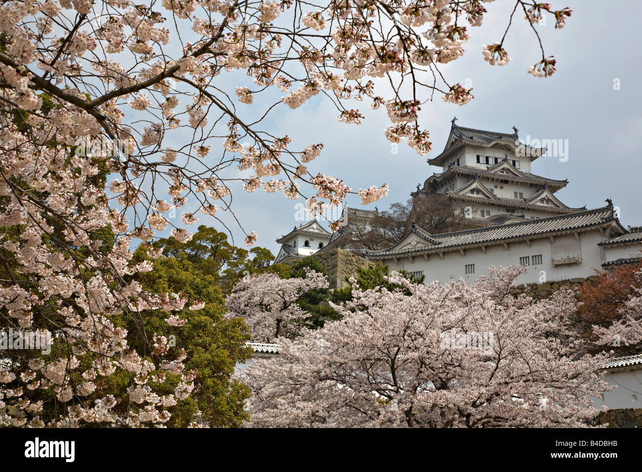 View of Himeji Castle among cherry blossoms in spring Stock Photo - Alamy