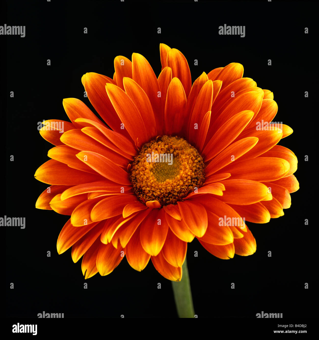 A colourful Portrait of a Gerbera Stock Photo - Alamy