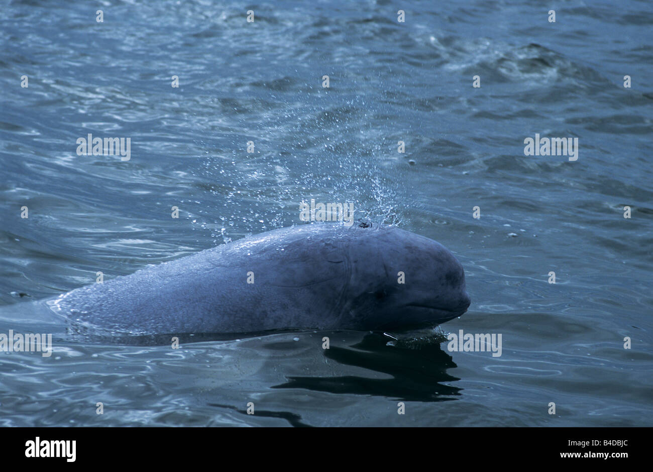 Beluga whale churchill hi-res stock photography and images - Alamy