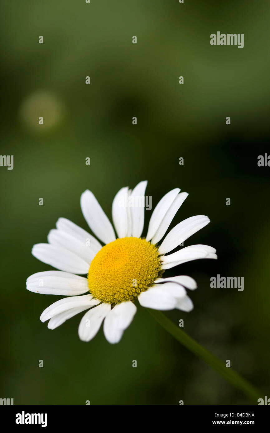 Single daisy in a garden Stock Photo - Alamy