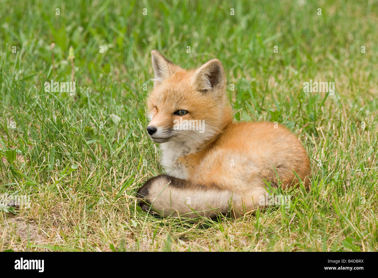 Red Fox Vulpes fulva Savannah Portage State Park Aitkin County ...