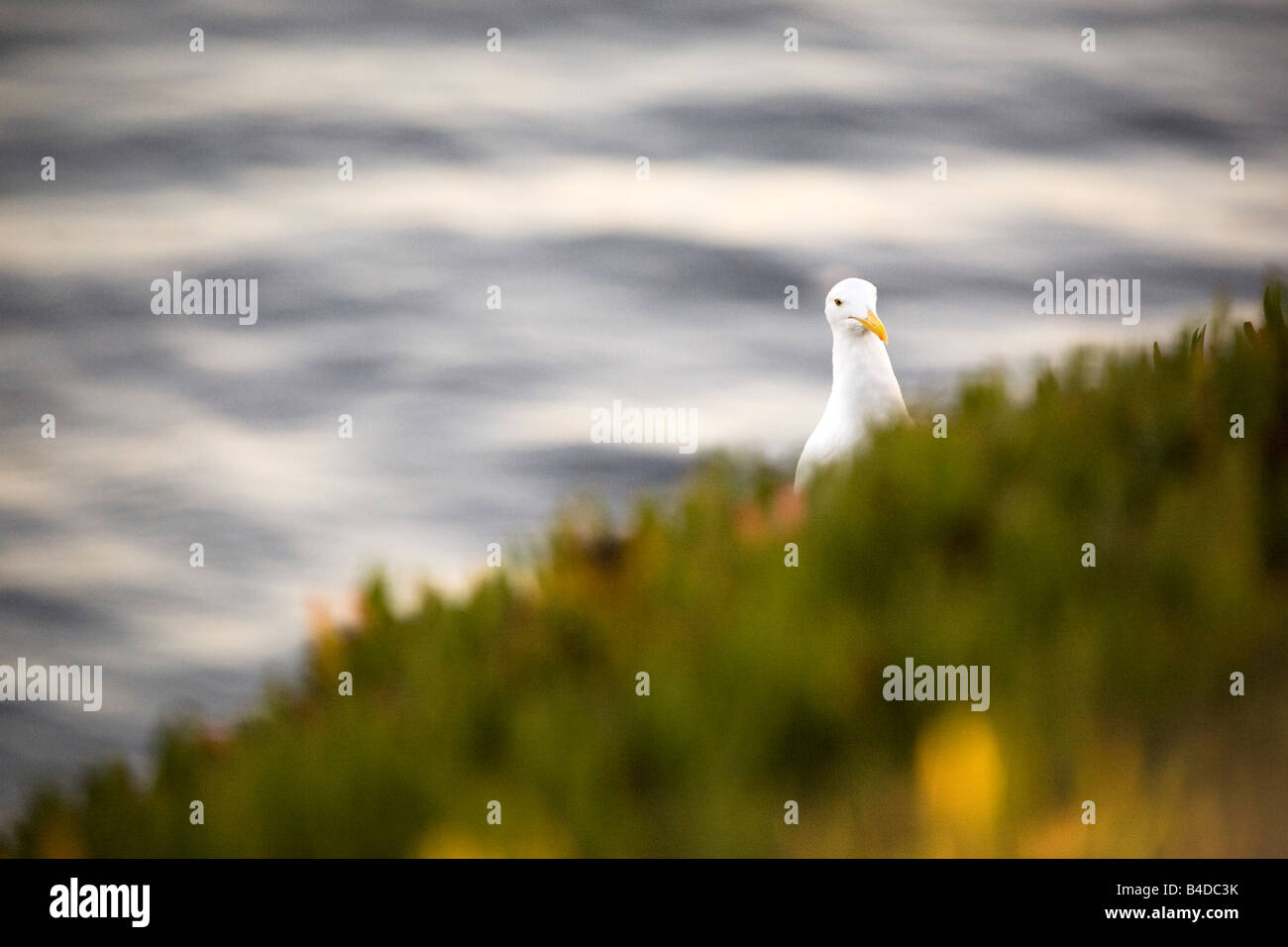 Sneaky seagull hi-res stock photography and images - Alamy