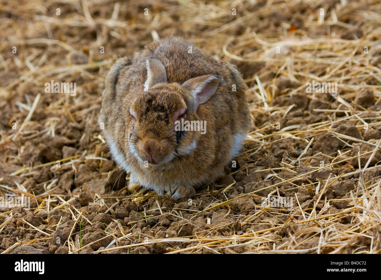 RABBIT WITH MYXOMATOSIS Stock Photo - Alamy