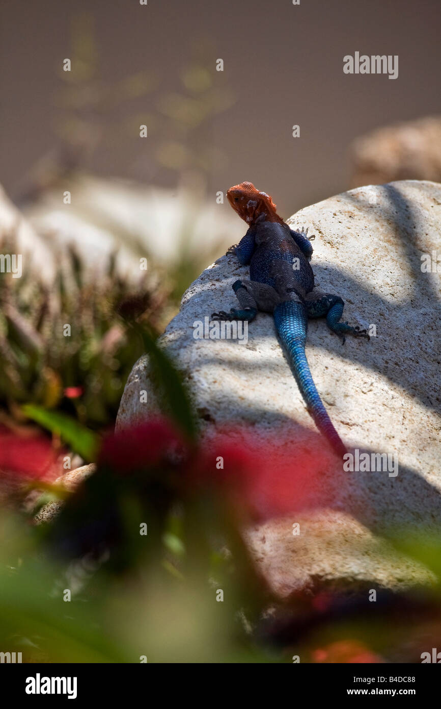 Male Red-headed Rock Agama (Agama agama Stock Photo - Alamy