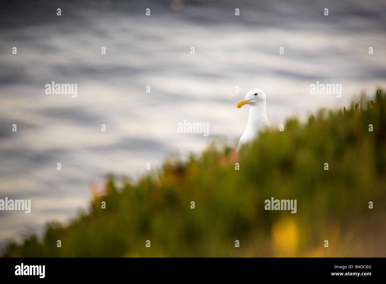 Sneaky seagull hi-res stock photography and images - Alamy