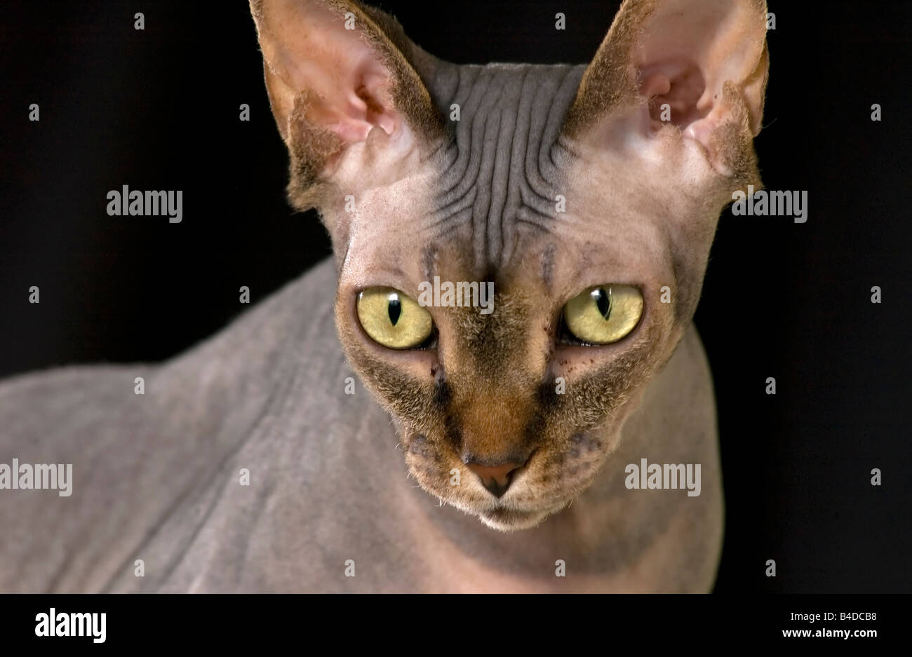 Hairless pet hi-res stock photography and images - Alamy