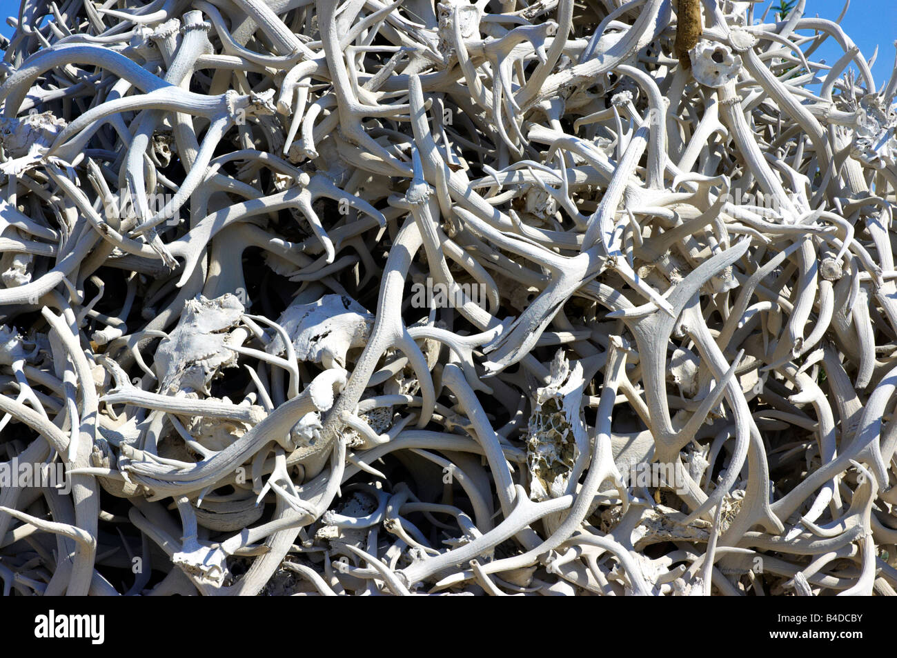Large pile of antlers Stock Photo - Alamy