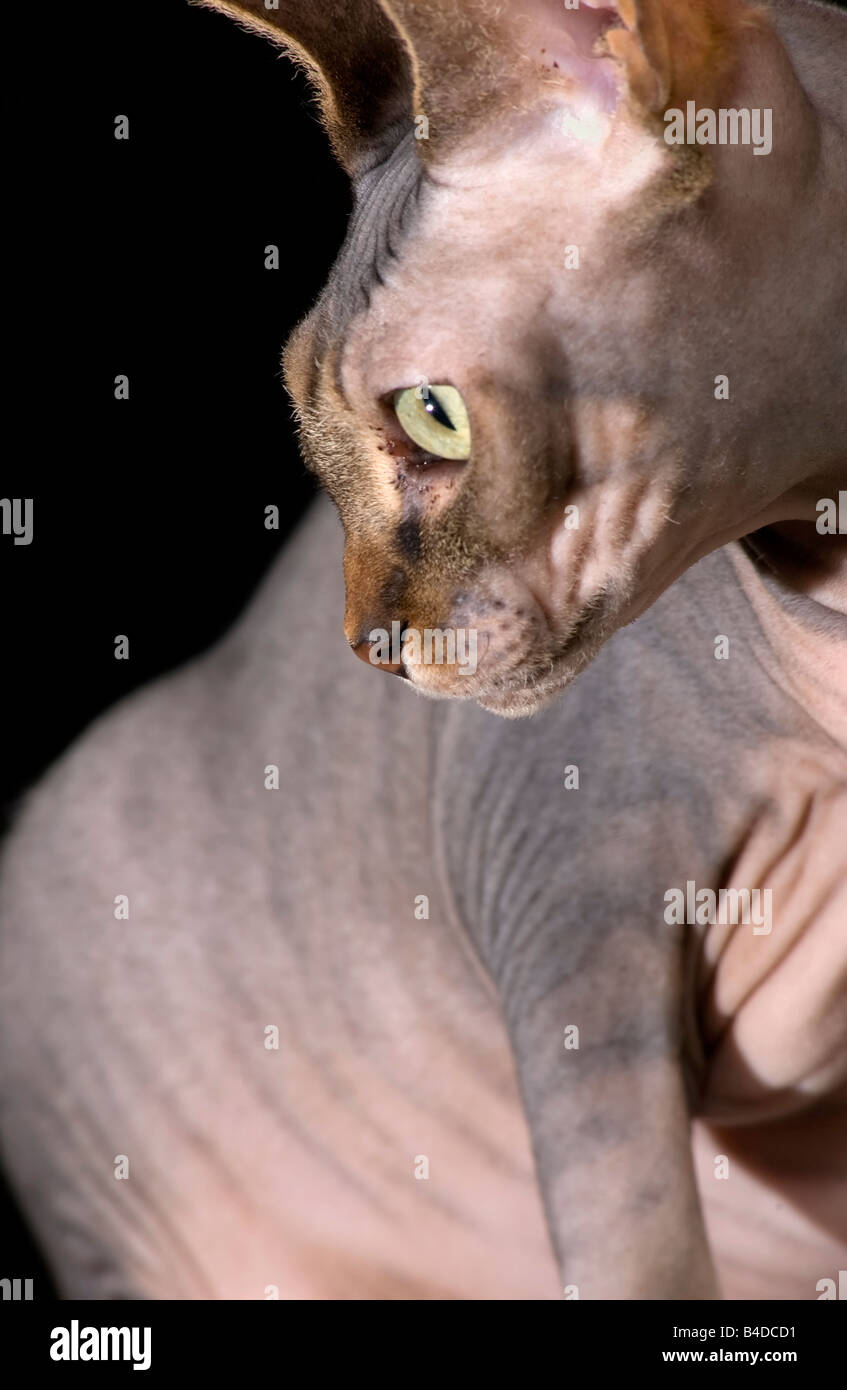 Hairless Cat in profile Stock Photo - Alamy