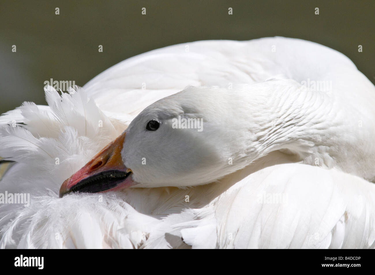 White Snow Goose Portrait Stock Photo - Alamy