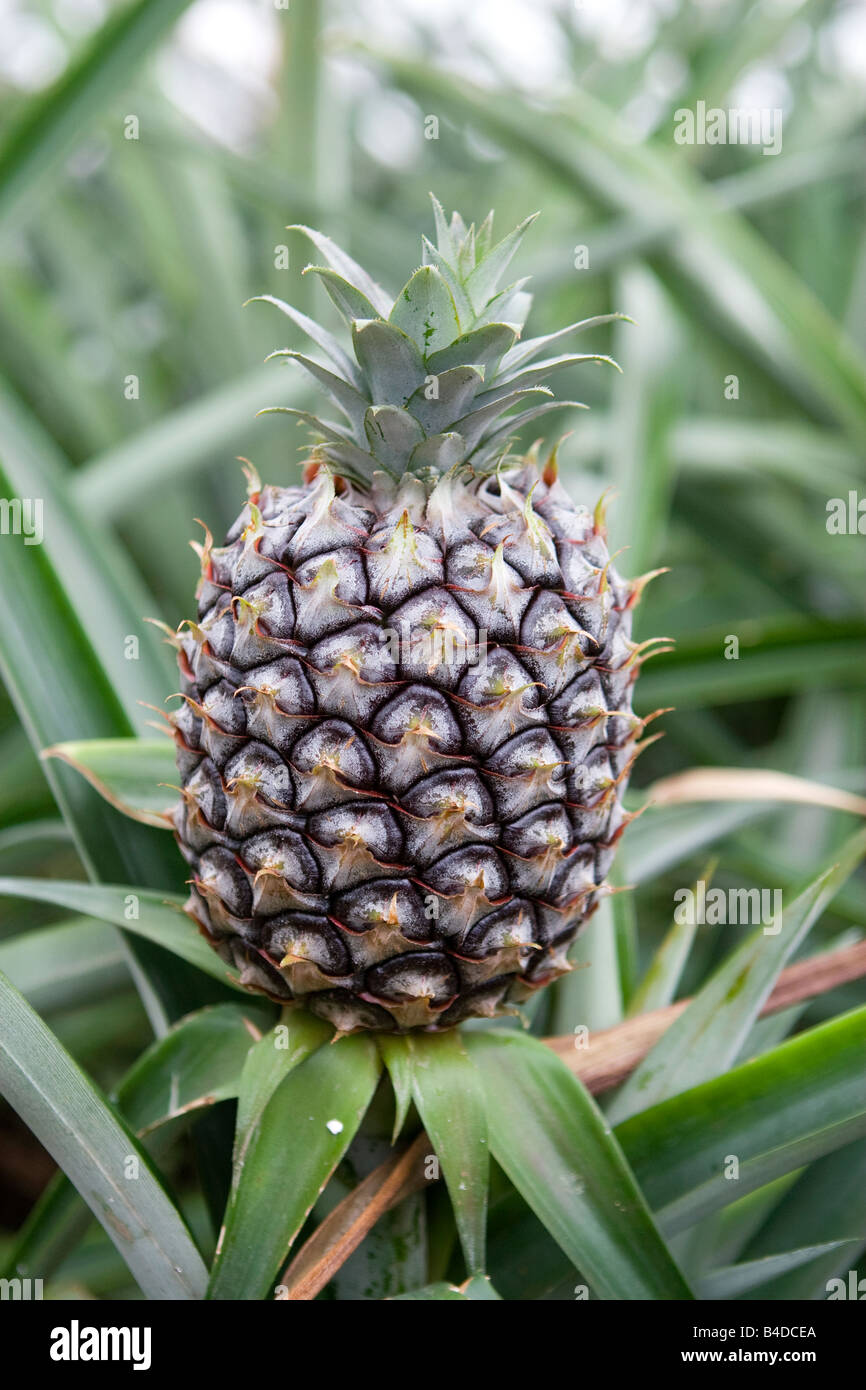 The azores pineapple plantation hi-res stock photography and images - Alamy