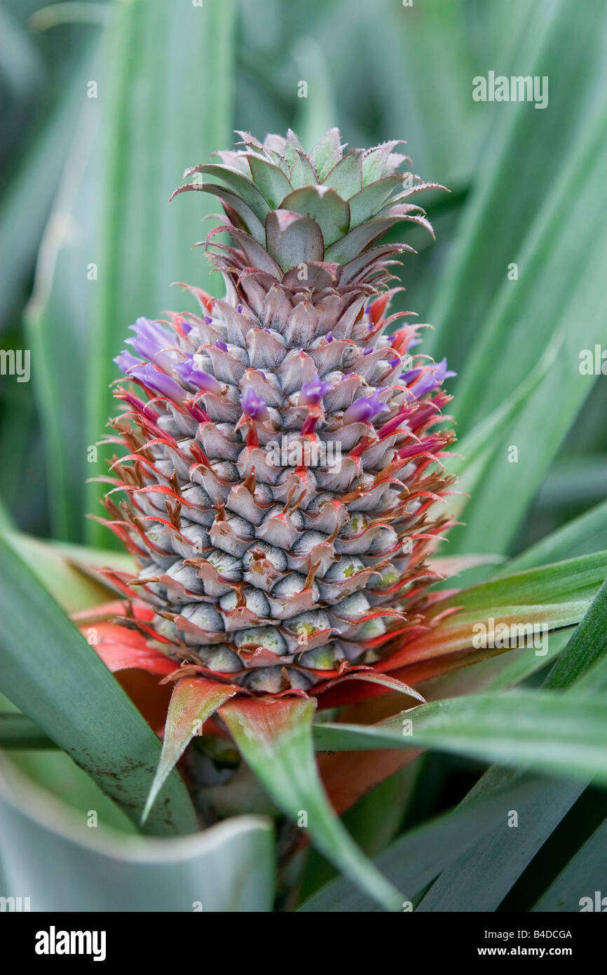The azores pineapple plantation hi-res stock photography and images - Alamy