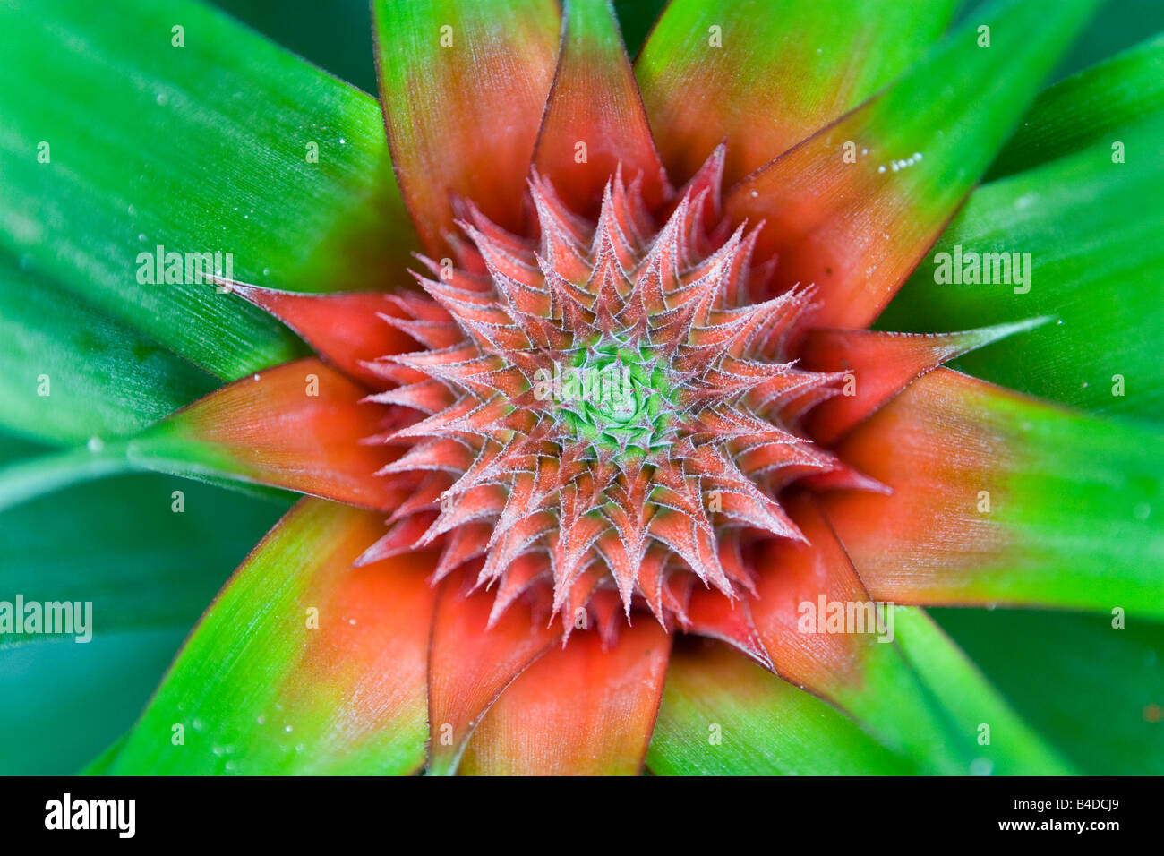 The azores pineapple plantation hi-res stock photography and images - Alamy