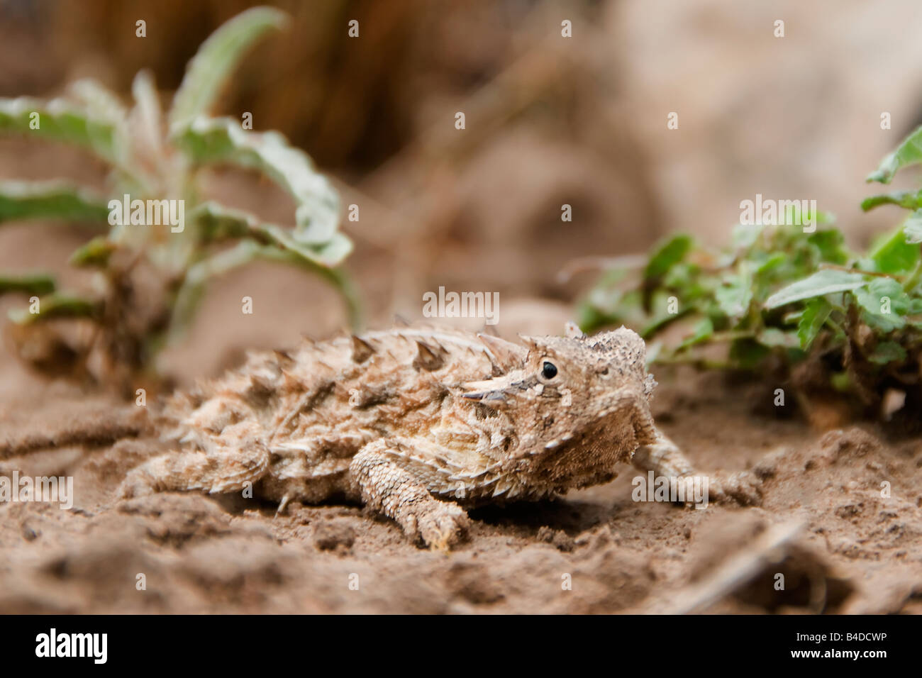 Horned toad hi-res stock photography and images - Alamy