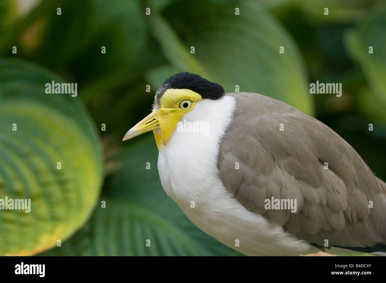Masked Lapwing (Vanellus miles), Australia Stock Photo - Alamy