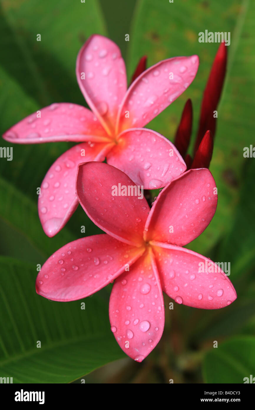 tropical plumeria in Hawaii Stock Photo - Alamy