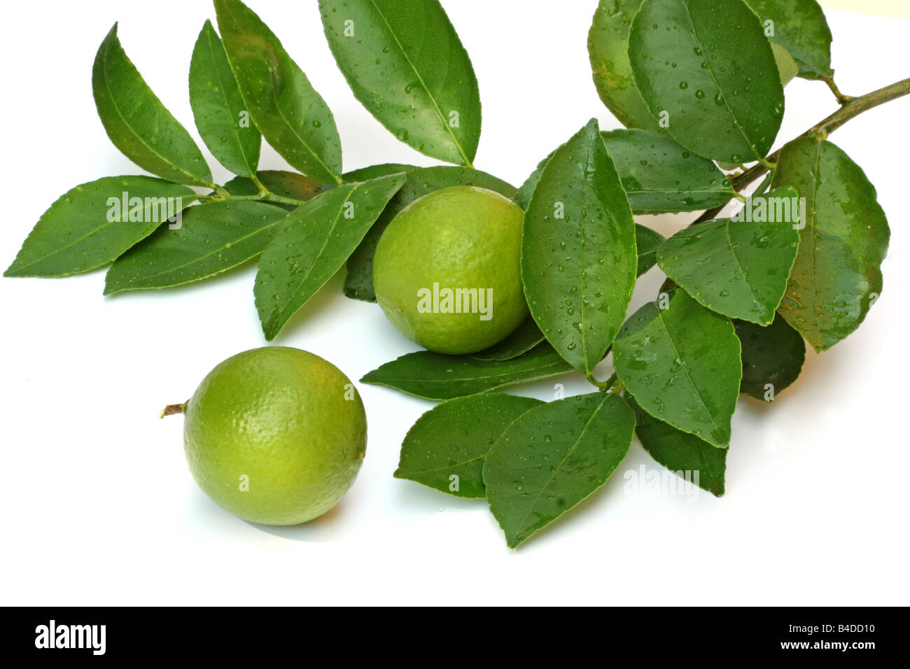 Limes and leaves Stock Photo - Alamy