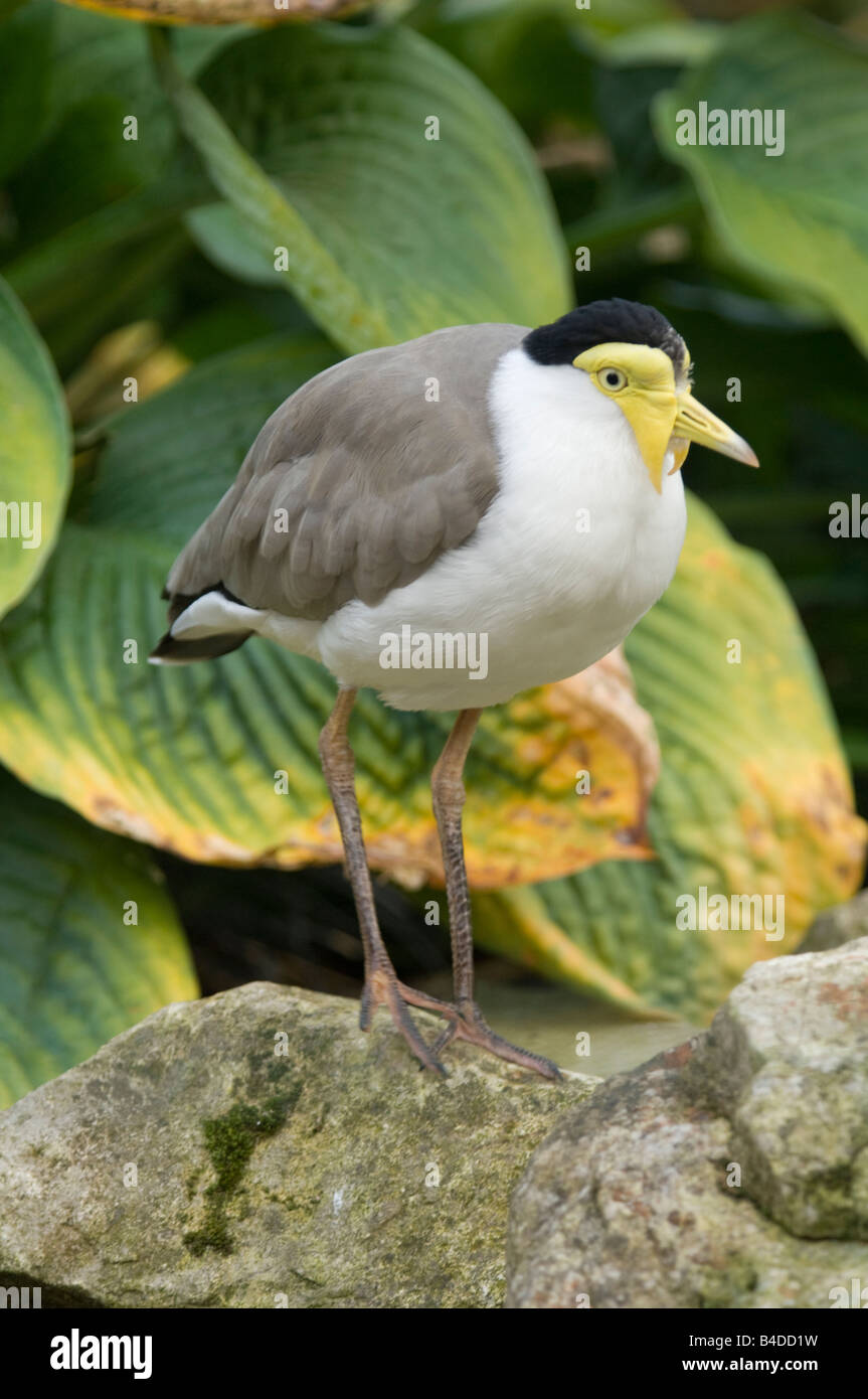 Masked Lapwing Vanellus miles Stock Photo - Alamy