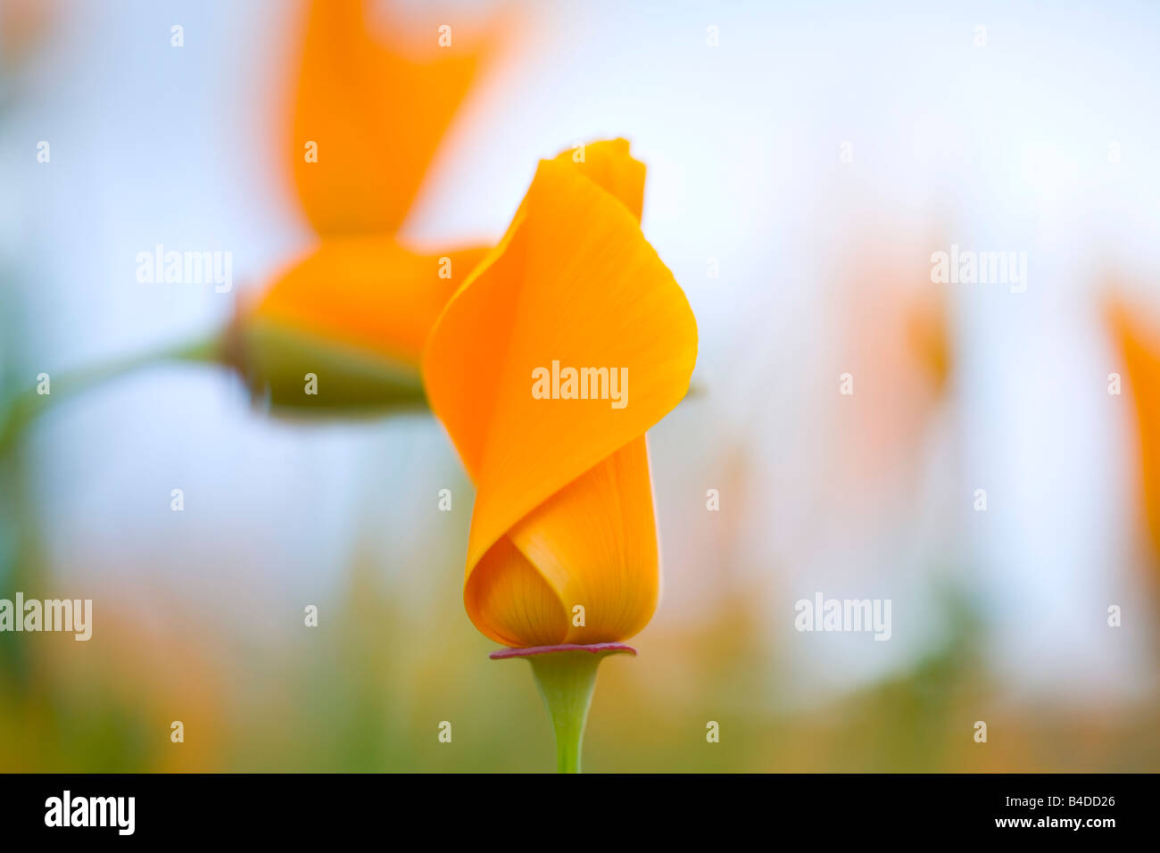 Furled head hi-res stock photography and images - Alamy