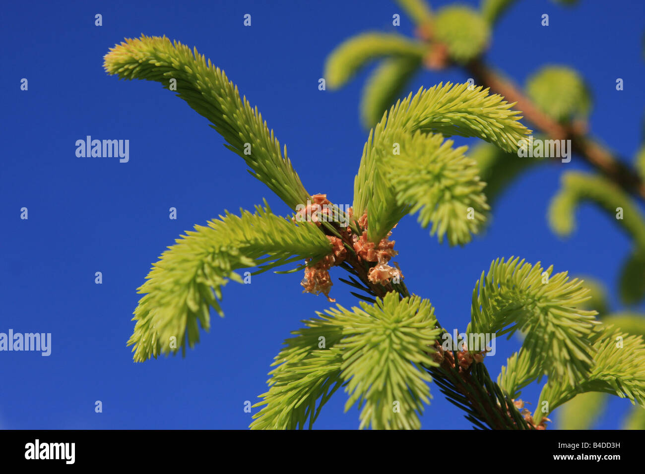new growth from a pine tree Stock Photo - Alamy
