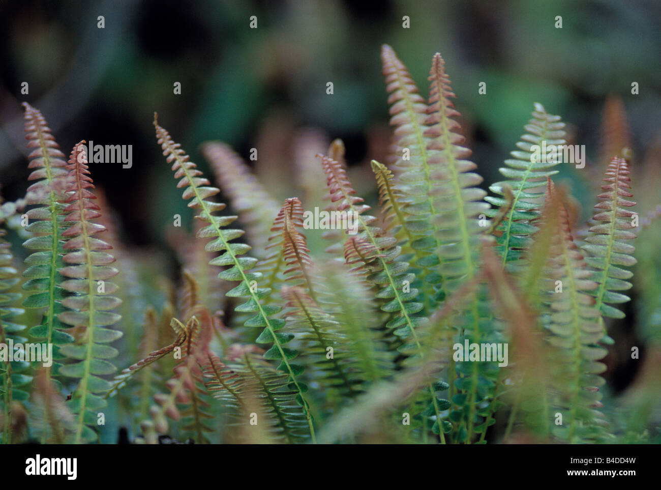 Autum hi-res stock photography and images - Alamy